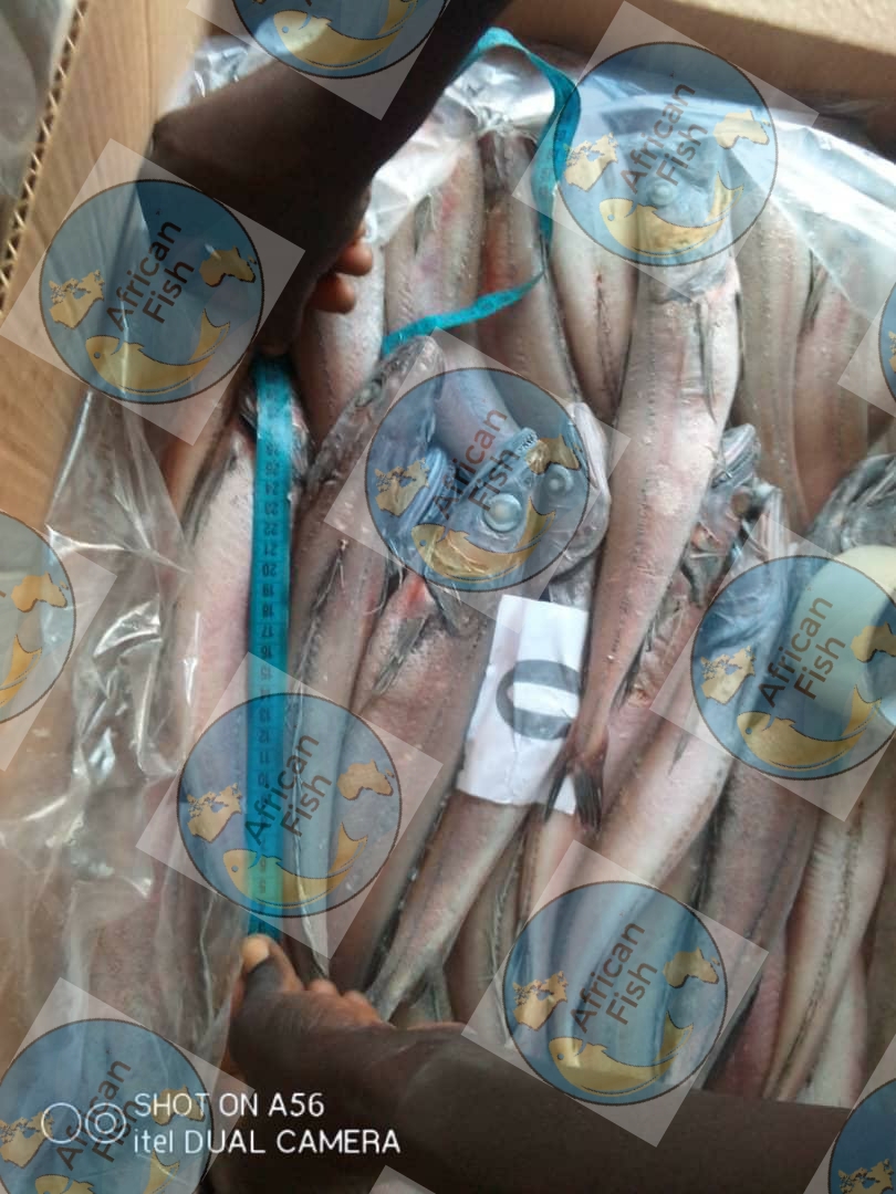 Merlan/Merlue/Morue – La fraîcheur de L'Afrique dans votre assiette!